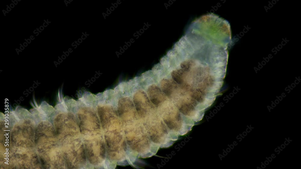 tail of the late larva nektohet, polychaete worm of the genus Nereis ...