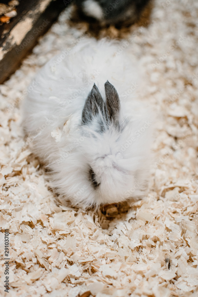 Cute White Lionhead rabbit eating carrot. Rabbit breeding. How to breed ...