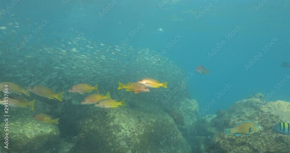 Yellow snapper (Lutjanus argentiventris), hunting sardines, reefs of ...