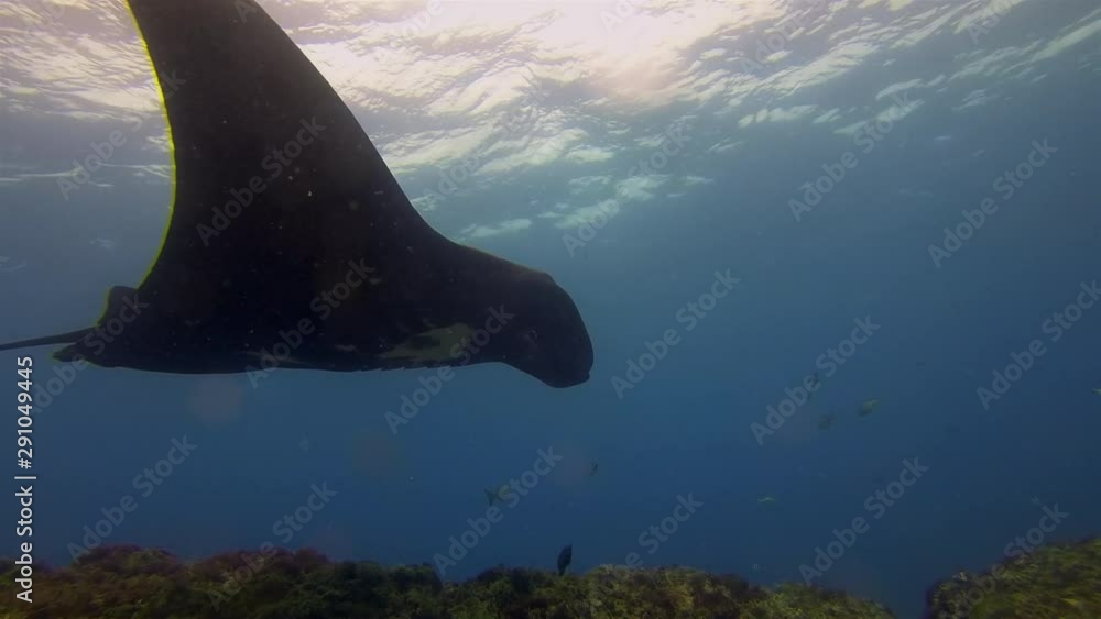 Graceful Black Manta Ray Close Up Swimming Overhead With Mouth Closed ...