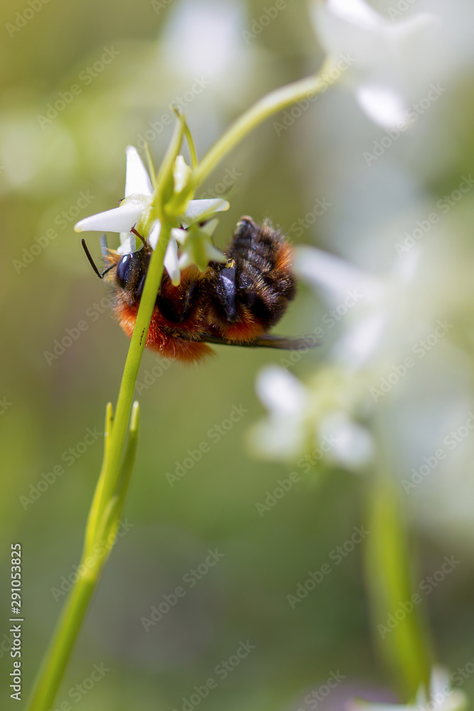 Macro photography of a red bumblebee feeding on a tiny white exotic ...