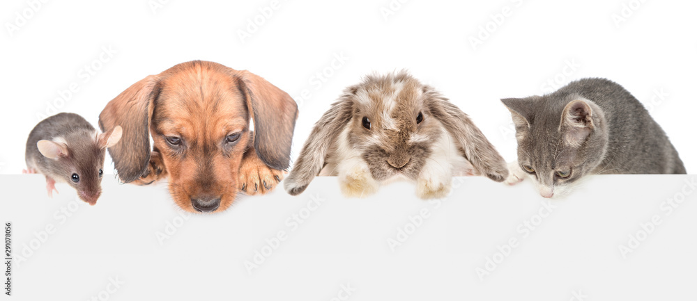 Group of pets above empty white banner looking down. isolated on white ...