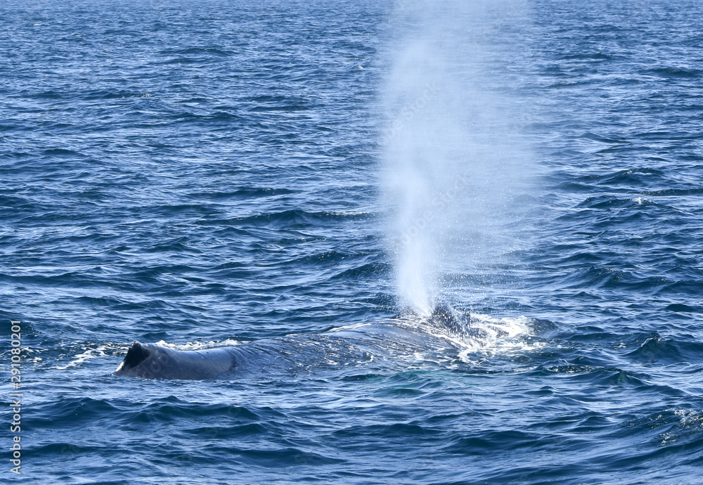 Poster A Humpback whale surfaces, opens its blowhole and explosively ...
