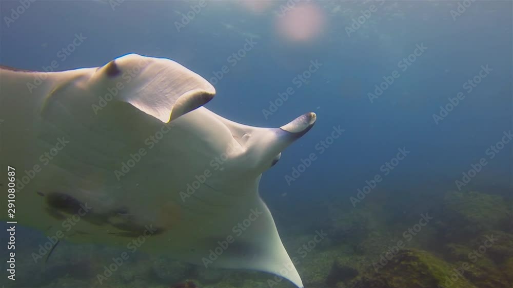 Graceful Manta Ray Close Up Swimming Overhead With Mouth Closed ...