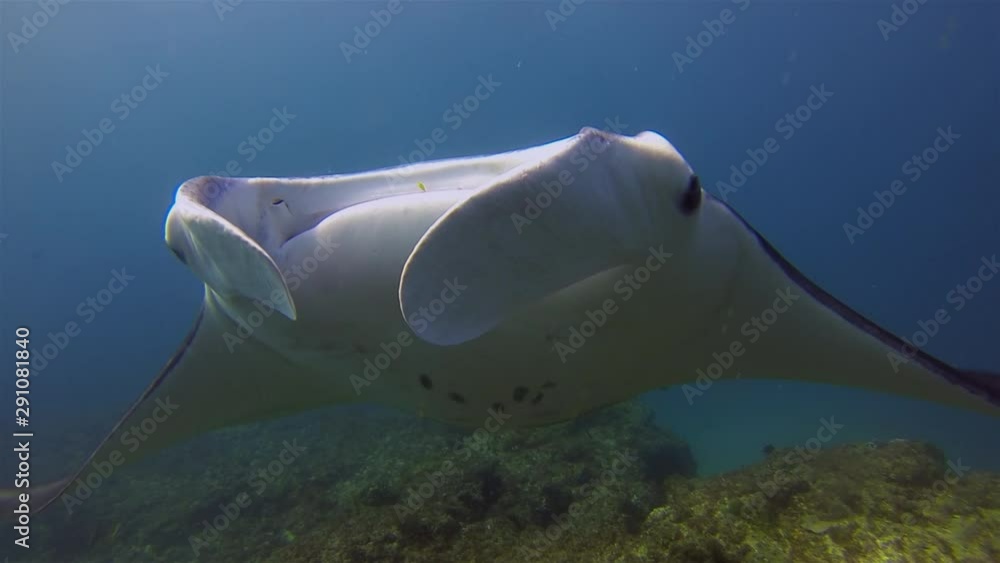 Graceful Manta Ray Close Up Swimming Overhead With Mouth Closed ...