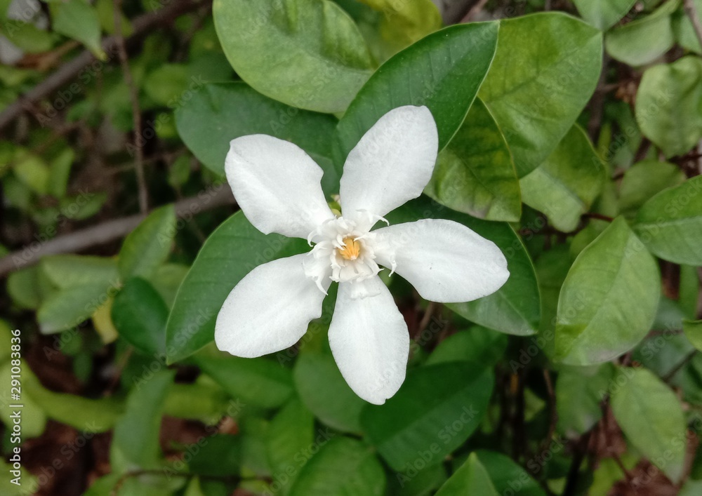 Pambansang Bulaklak Ng Pilipinas Drawing