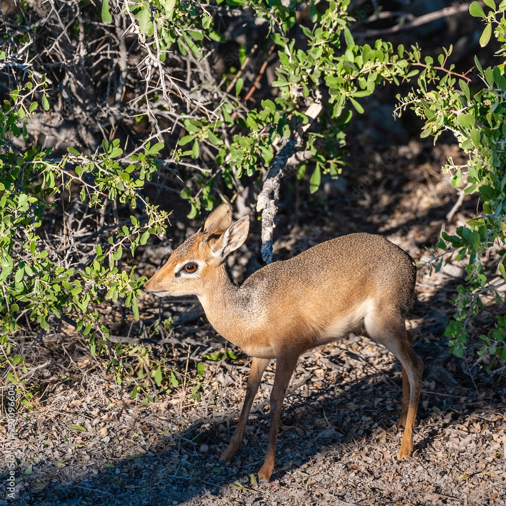A Kirks Dik Dik -Madoqua kirkii- hiding in the bushes of Etosha ...