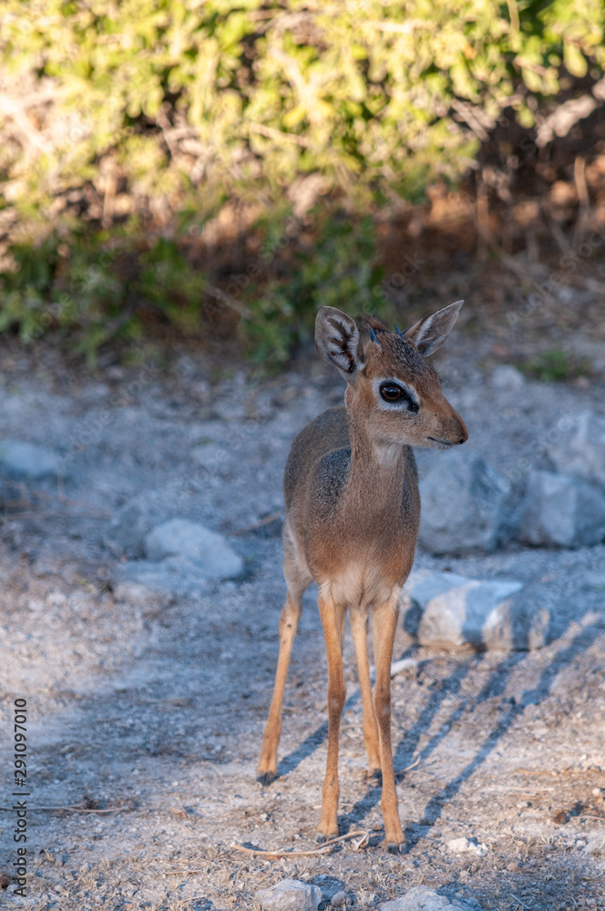 A Kirks Dik Dik -Madoqua kirkii- hiding in the bushes of Etosha ...