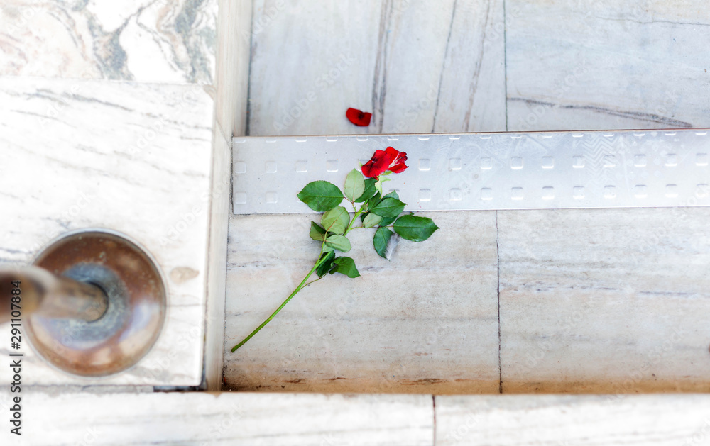 Red rose thrown on sidewalk. Trampled rose laying on the ground. Failed ...