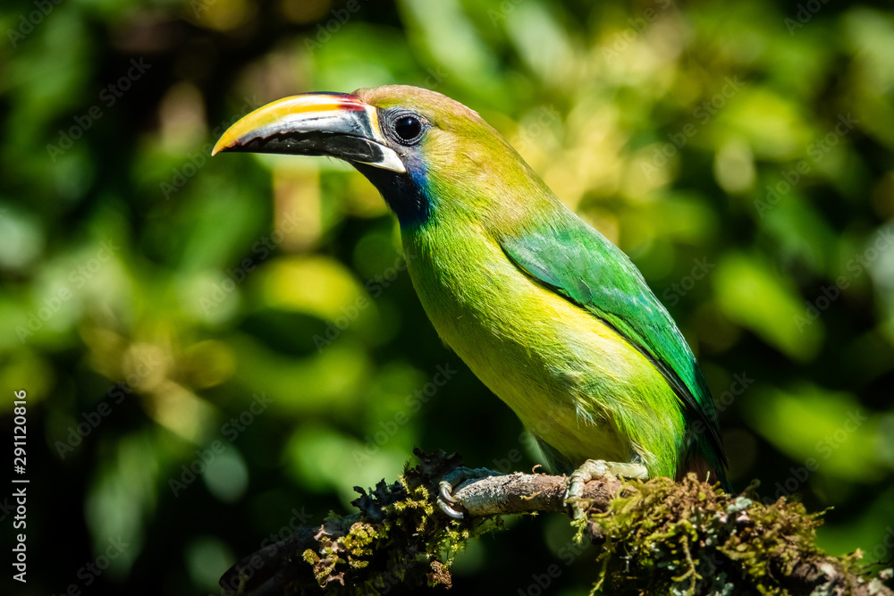 Northern emerald toucanet (Aulacorhynchus prasinus), small toucan ...