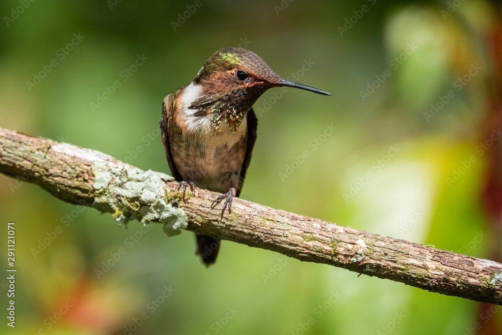 Female volcano hummingbird (Selasphorus flammula), a very small ...