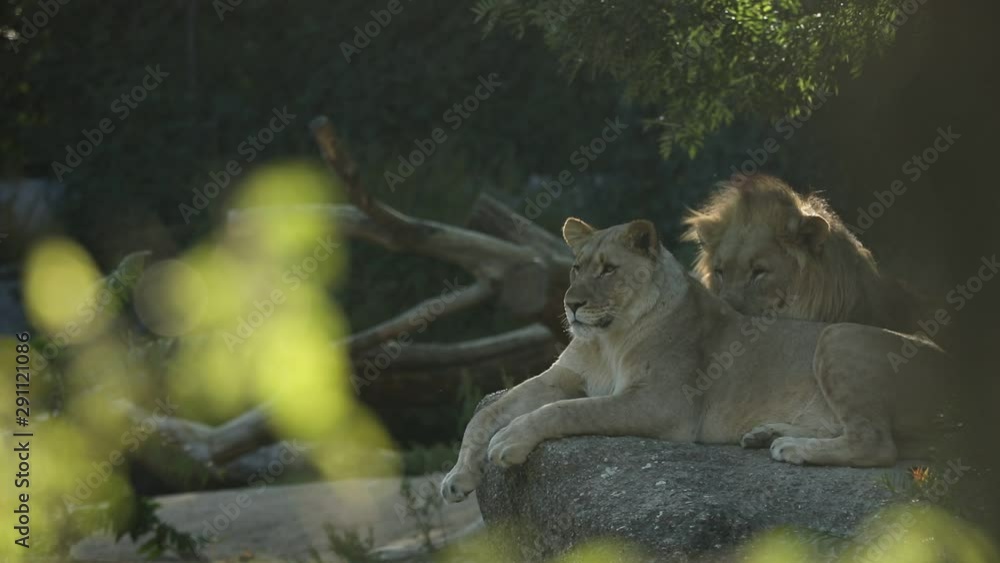 Lion and lioness having rest between copulations, beautiful african ...