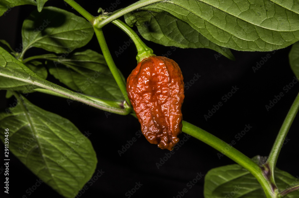 Bhut Jolokia (Naga Jolokia) pepper Stock Photo | Adobe Stock