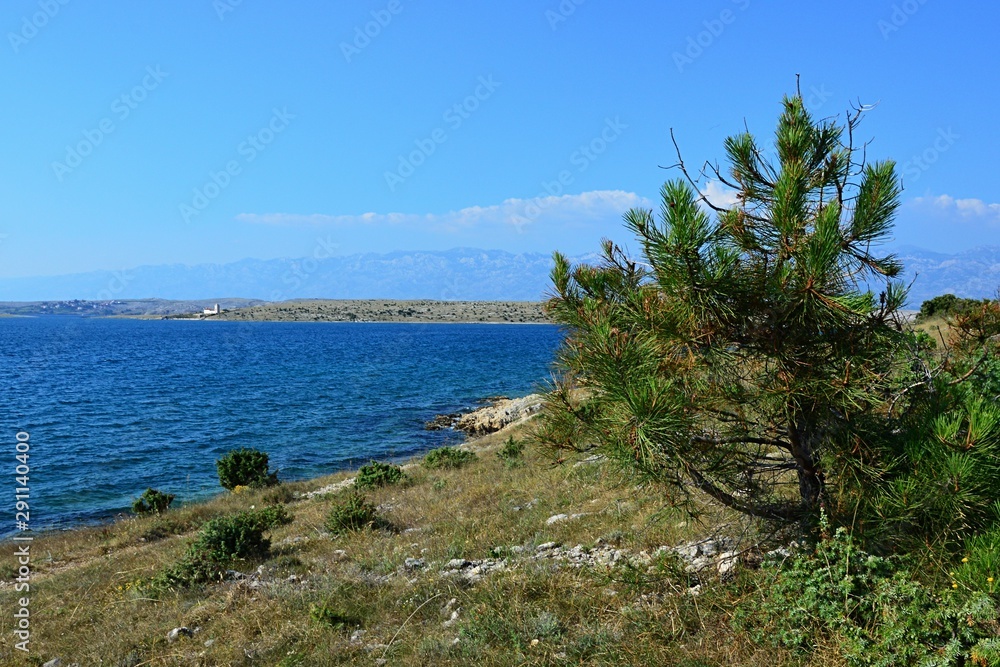 Arid shoreline with some grass and solitaire pine tree in front, during ...