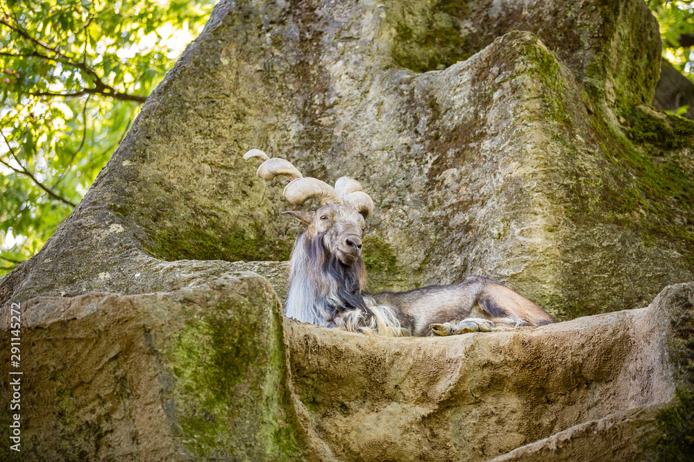 Markhor male at rest on the rock. Bukharan markhor (Capra falconeri ...