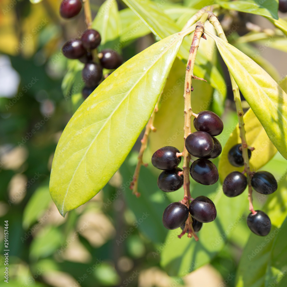 Prunus laurocerasus cherry laurel shrub, ripening fruits on branches ...