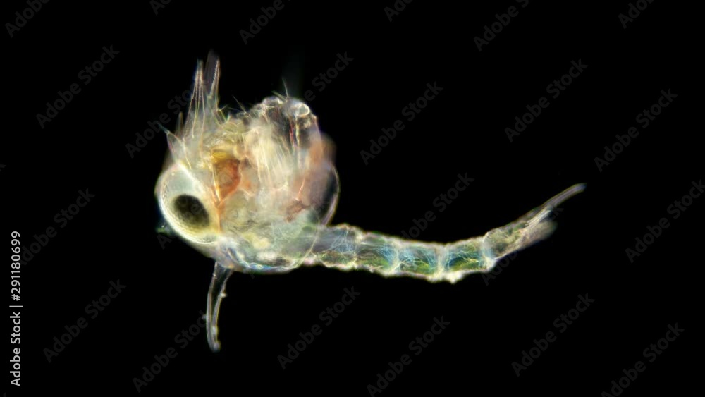 The crab larva under the microscope, called Zoea, lives as a part of ...