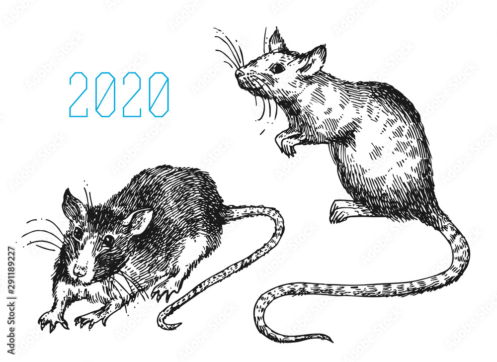 Rat sketch vector illustrations. Hand drawn picture with mouse. Stock ...