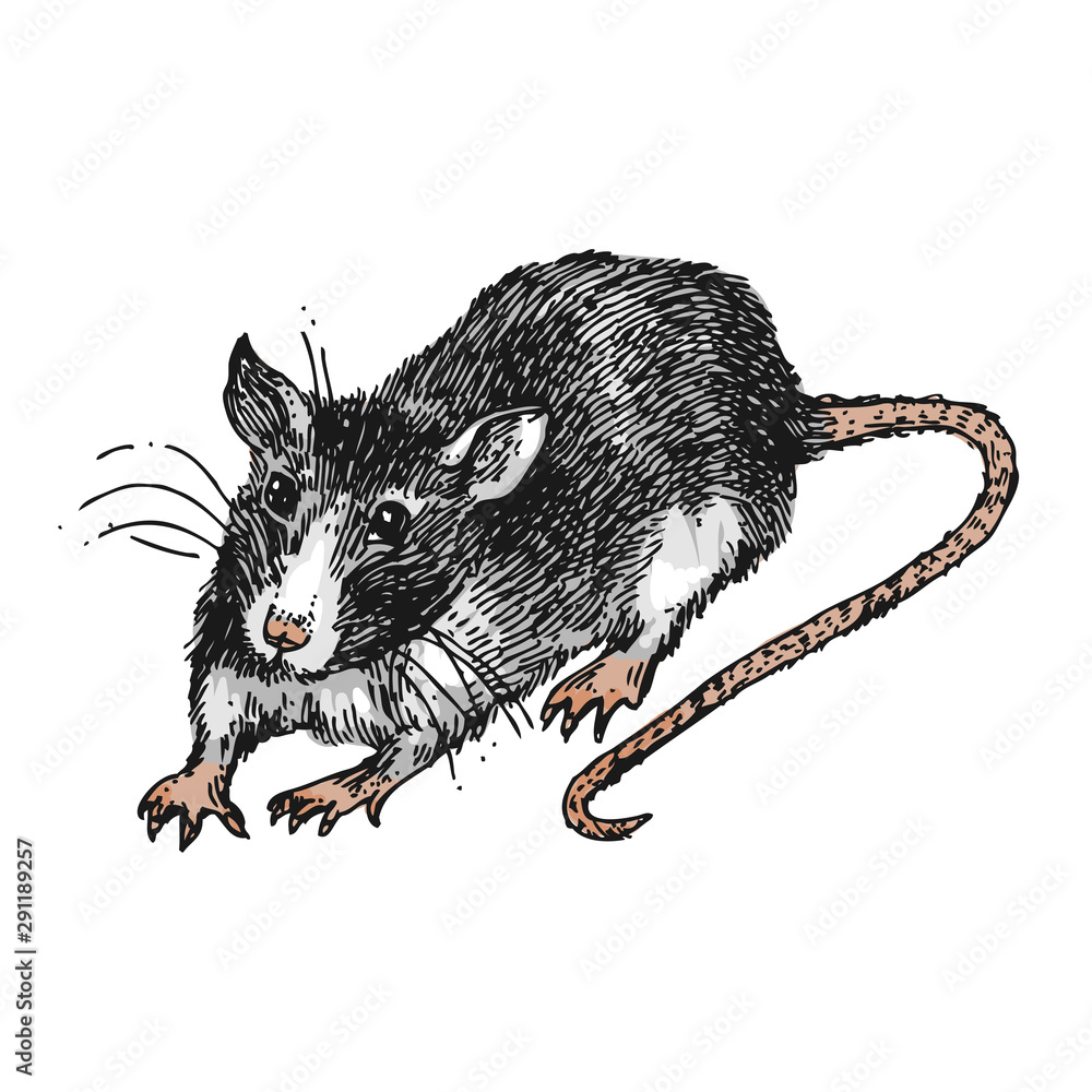 Rat sketch vector illustrations. Hand drawn picture with mouse. Stock ...