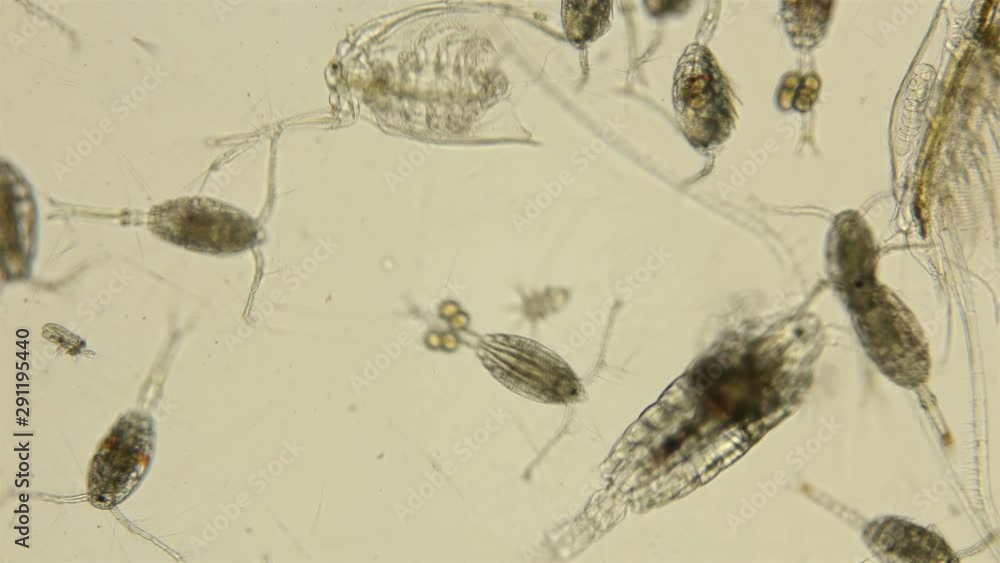 Zooplankton and plankton of the Black Sea under a microscope, species ...