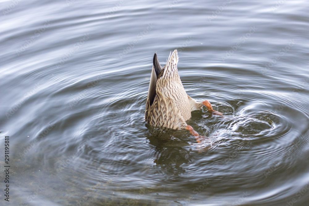 Duck up booty and paws. Paws with membranes. Feeding wild birds. Duck ...