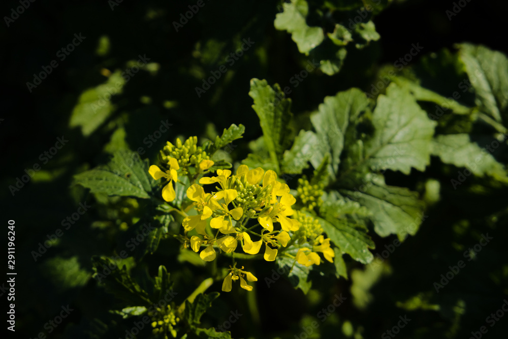 Yellow Mustard flower, scientific name Sinapis Aiba, growing on the ...