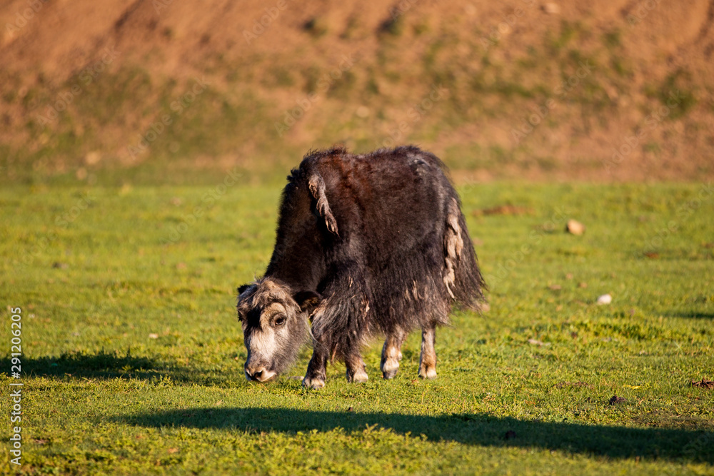 Mongolian yak cow eating grass Stock Photo | Adobe Stock
