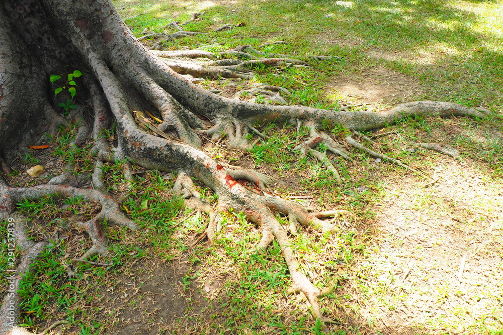 The old tropical tree roots in the garden to absorb and store the water ...