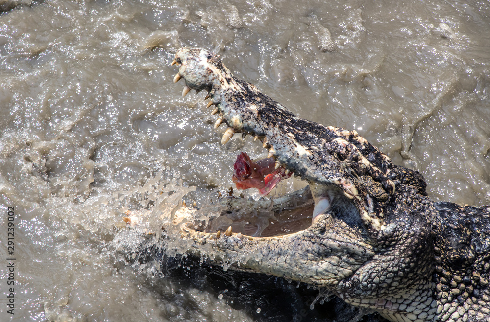 Crocodile in the water eats meat. Hungry crocodile tearing meat on ...