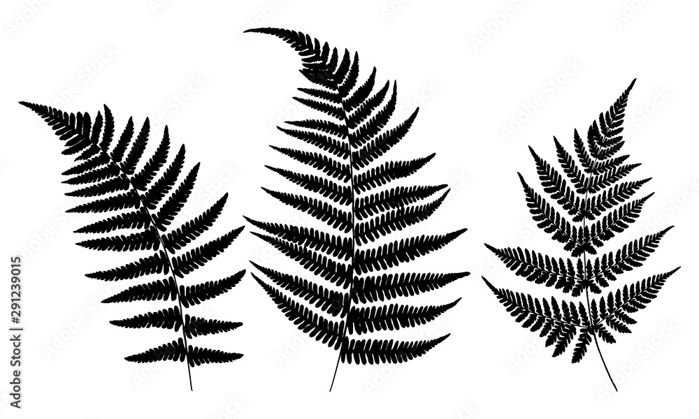 Fern Leaf Vector