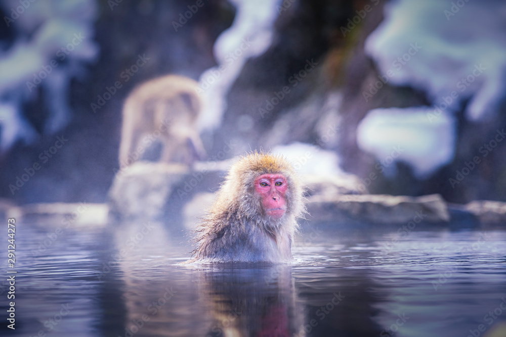Travel Asia. Red-cheeked monkey. During winter, you can see monkeys ...