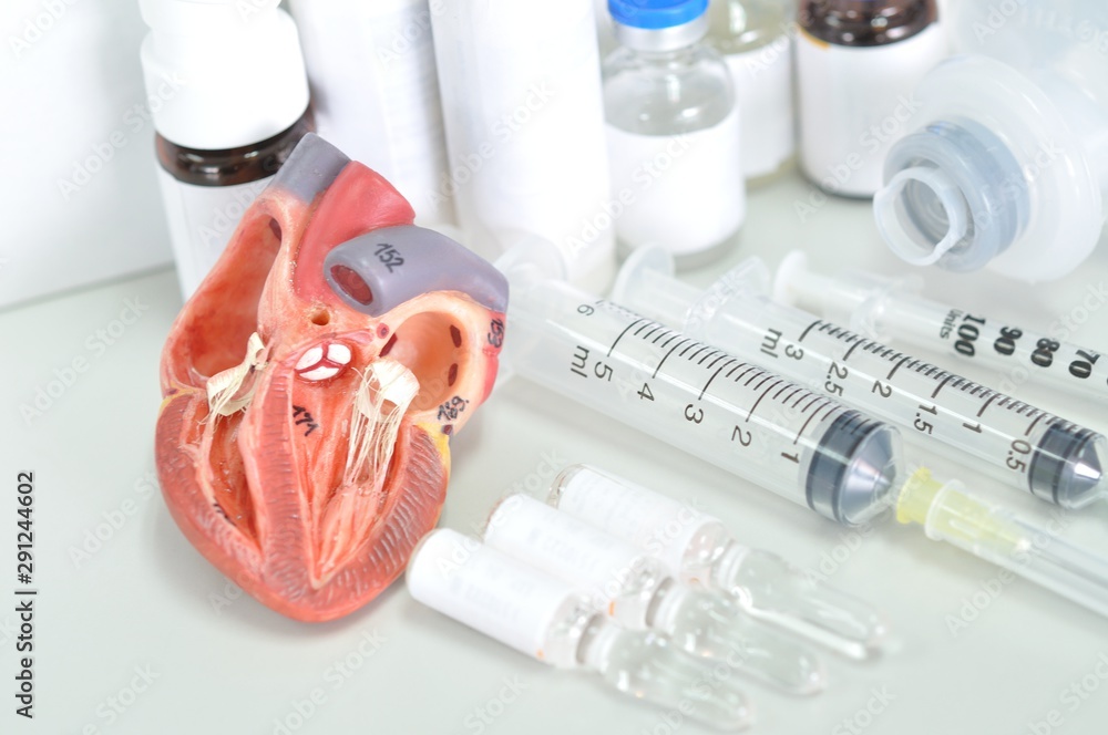 human heart anatomy model with EKG Stock Photo | Adobe Stock