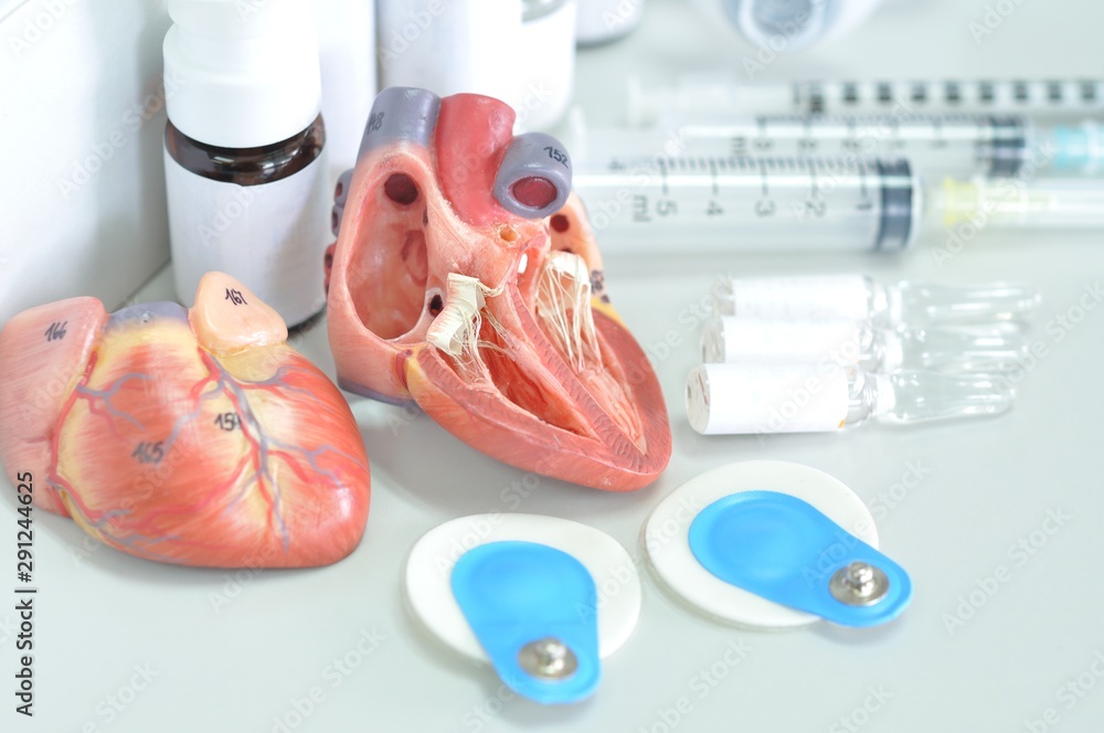 human heart anatomy model with EKG Stock Photo | Adobe Stock