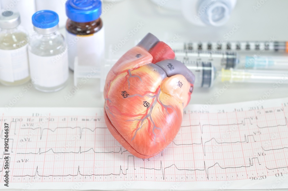 human heart anatomy model with EKG Stock Photo | Adobe Stock