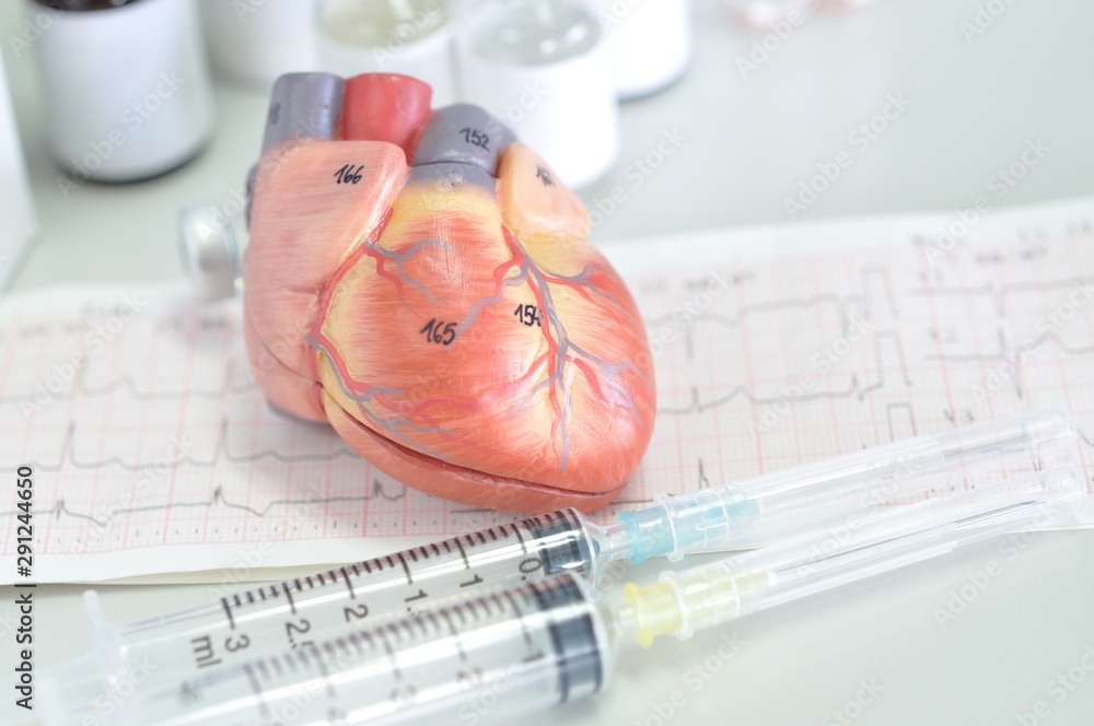 human heart anatomy model with EKG Stock Photo | Adobe Stock