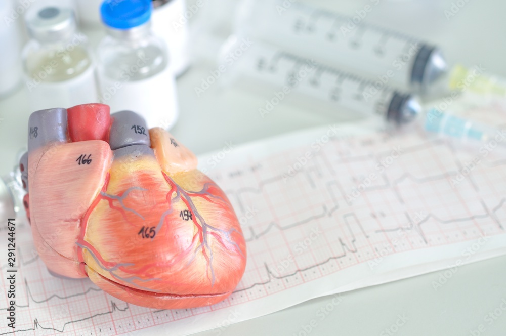 human heart anatomy model with EKG Stock Photo | Adobe Stock