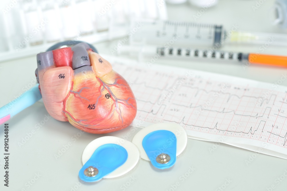 human heart anatomy model with EKG Stock Photo | Adobe Stock