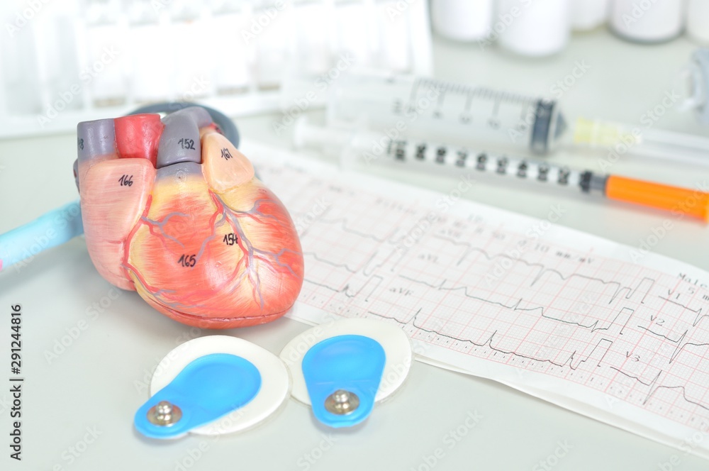 human heart anatomy model with EKG Stock Photo | Adobe Stock