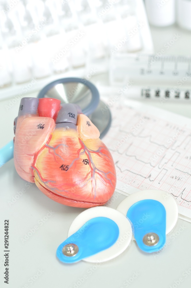 human heart anatomy model with EKG Stock Photo | Adobe Stock