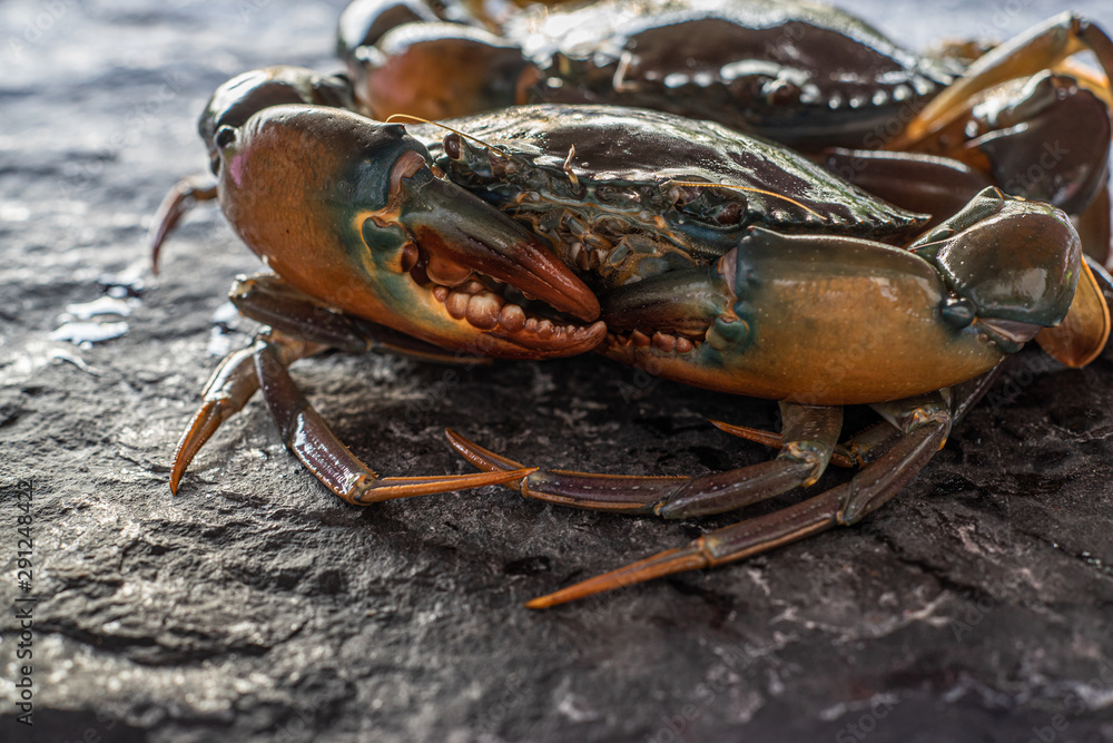 Giant Mud Crabs (Scylla serrata) also known as Black Crab, Mangrove ...