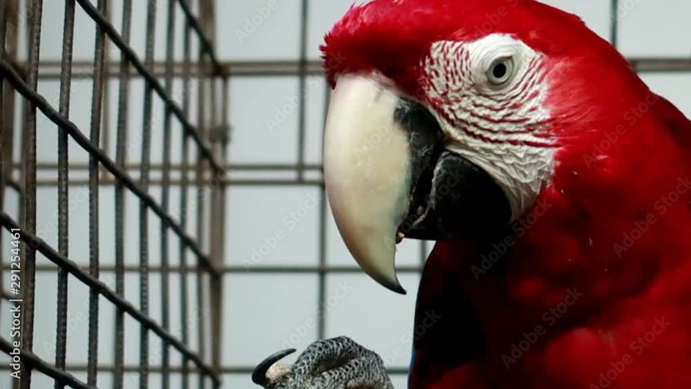 construction, building, parrot, bird, scaffolding, architecture, blue ...