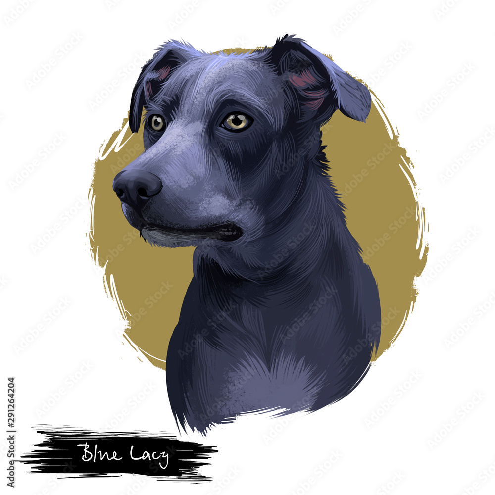Blue Lacy Dogs As Pets