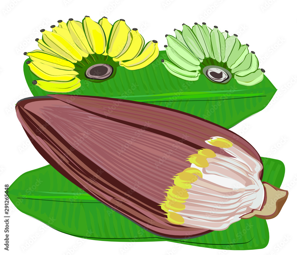 Banana blossom, part of banana flower, ingredient of local food in ...