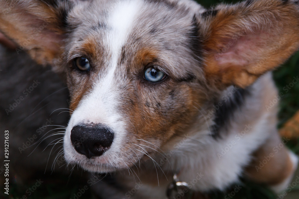 Welsh Corgi cardigan is a breed of dwarf shepherd dogs. Origin of Wales ...