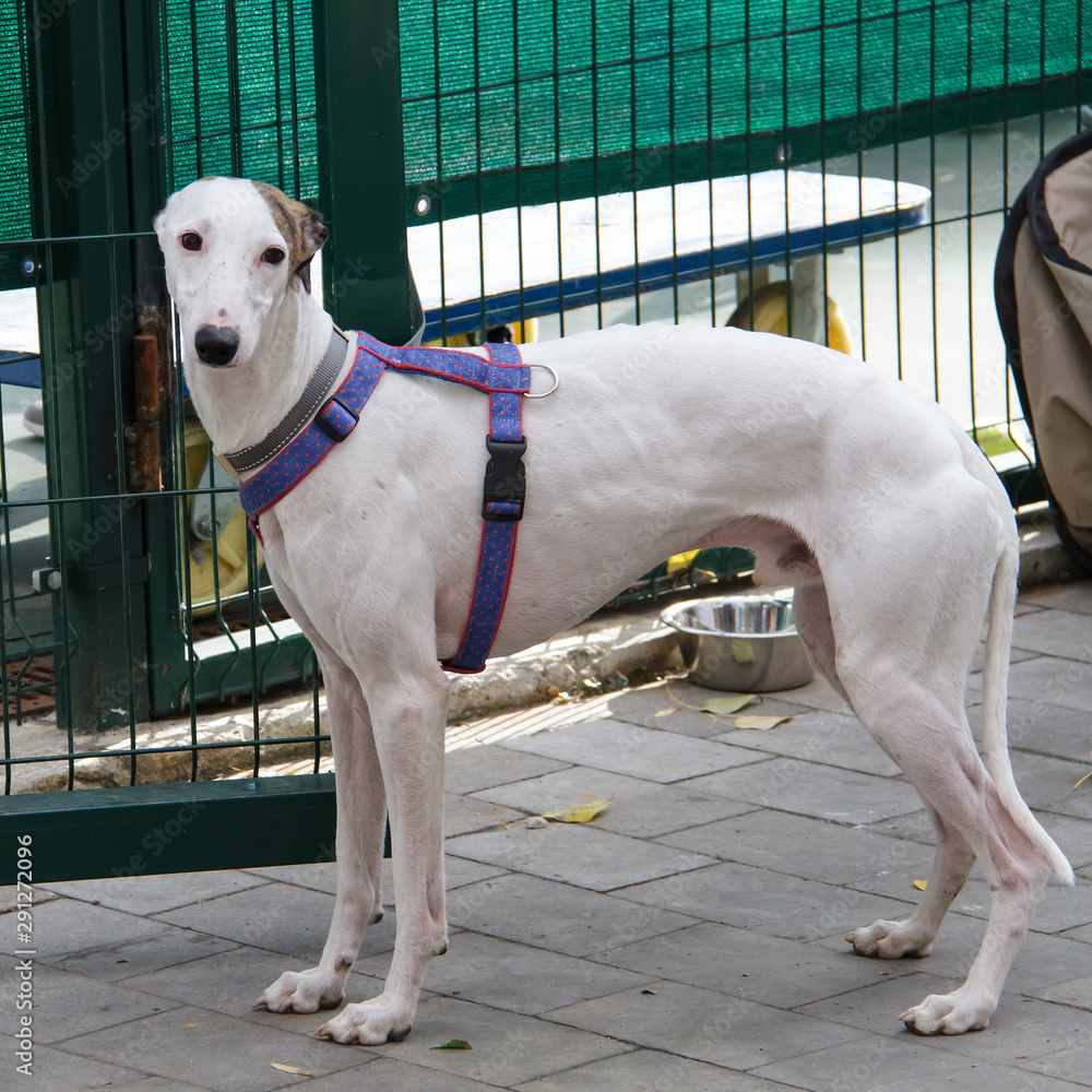 What Were Greyhounds Bred To Hunt