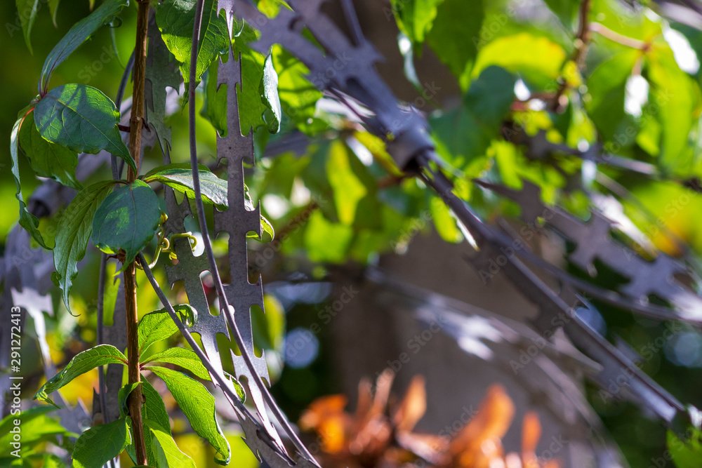 Wild grapes tangled the razor wire. The grape vine grows on a razor ...