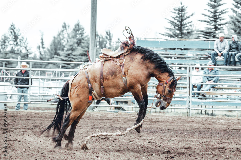 Horses Rearing And Bucking