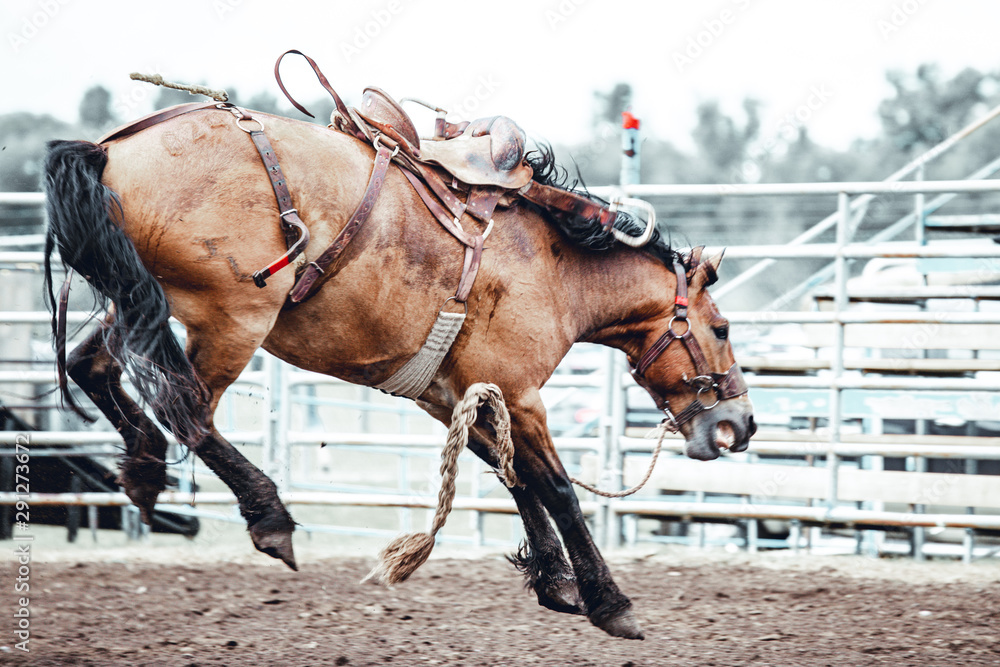 Horses Bucking And Rearing