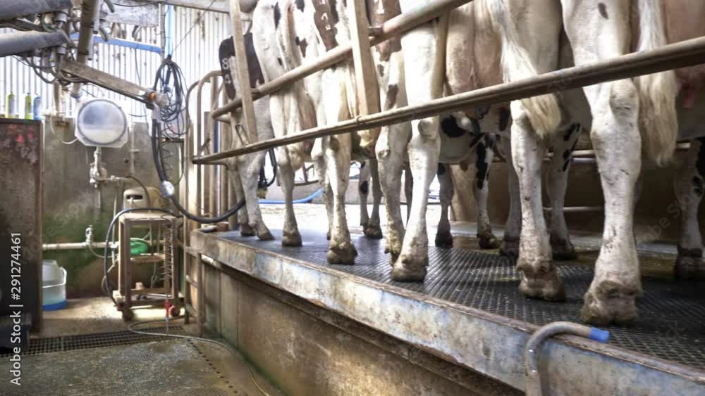 Daily cow facility automatic livestock milking equipment panning across ...