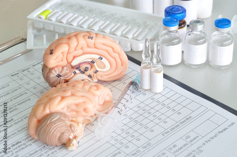 human brain anatomy model in laboratory Stock Photo | Adobe Stock